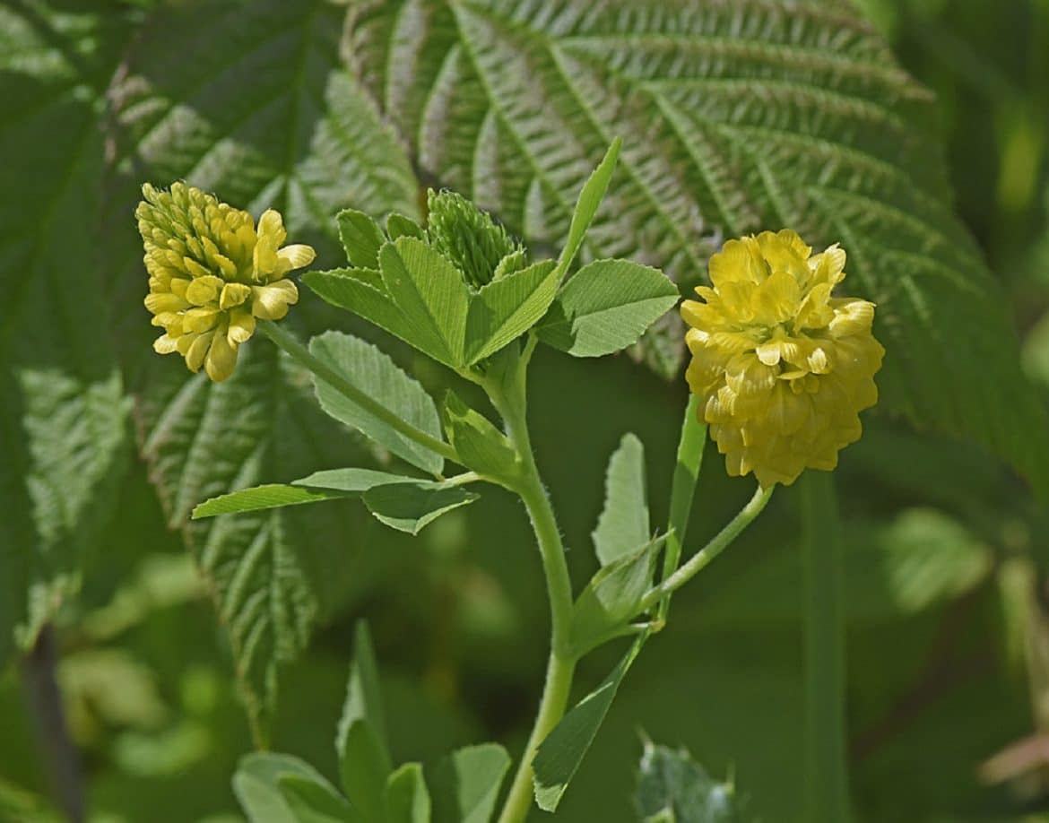 Les mauvaises herbes courantes dans nos jardins