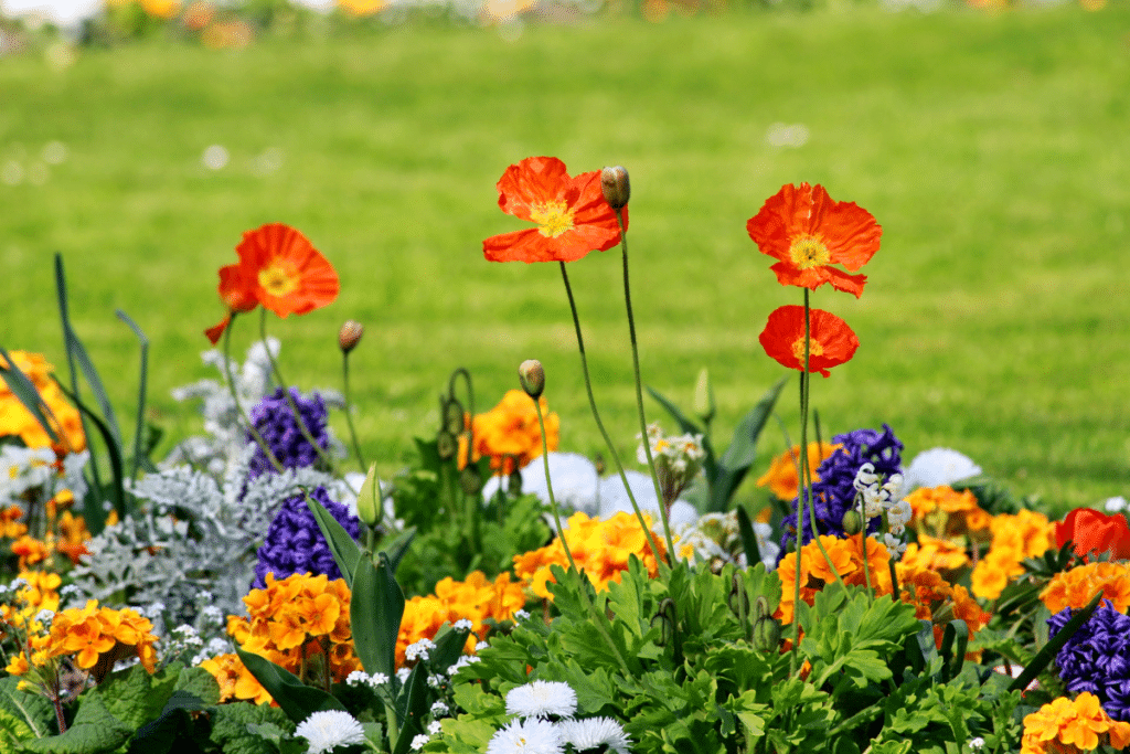 Ces 12 fleurs à semer dès mai qui fleurissent jusqu'en novembre