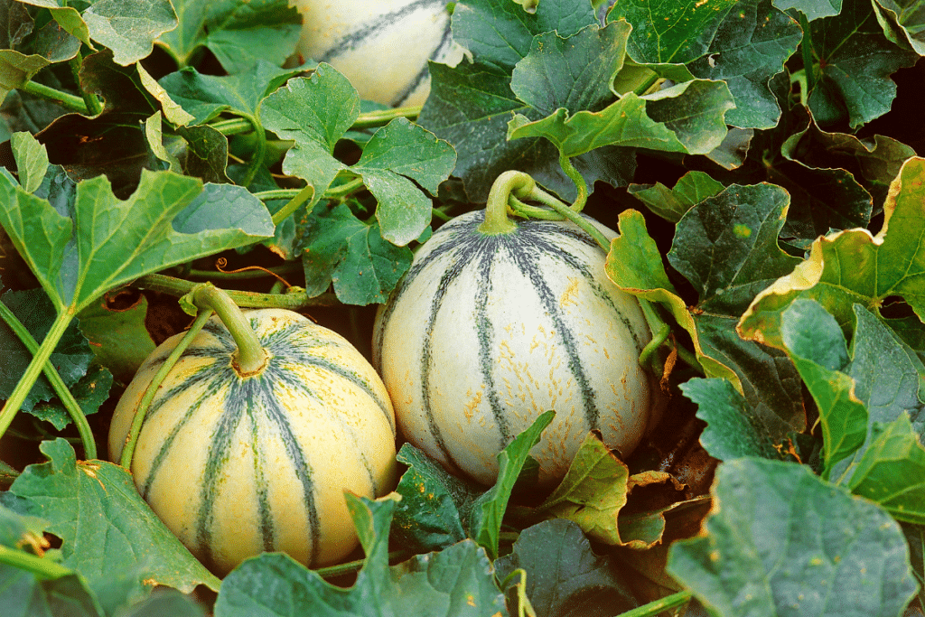6 Astuces pour réussir la récolte de vos melons cet été