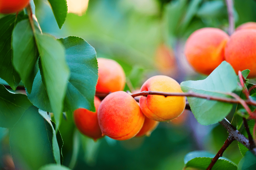 Voici les 4 arbres fruitiers à planter en juillet pour un jardin ...